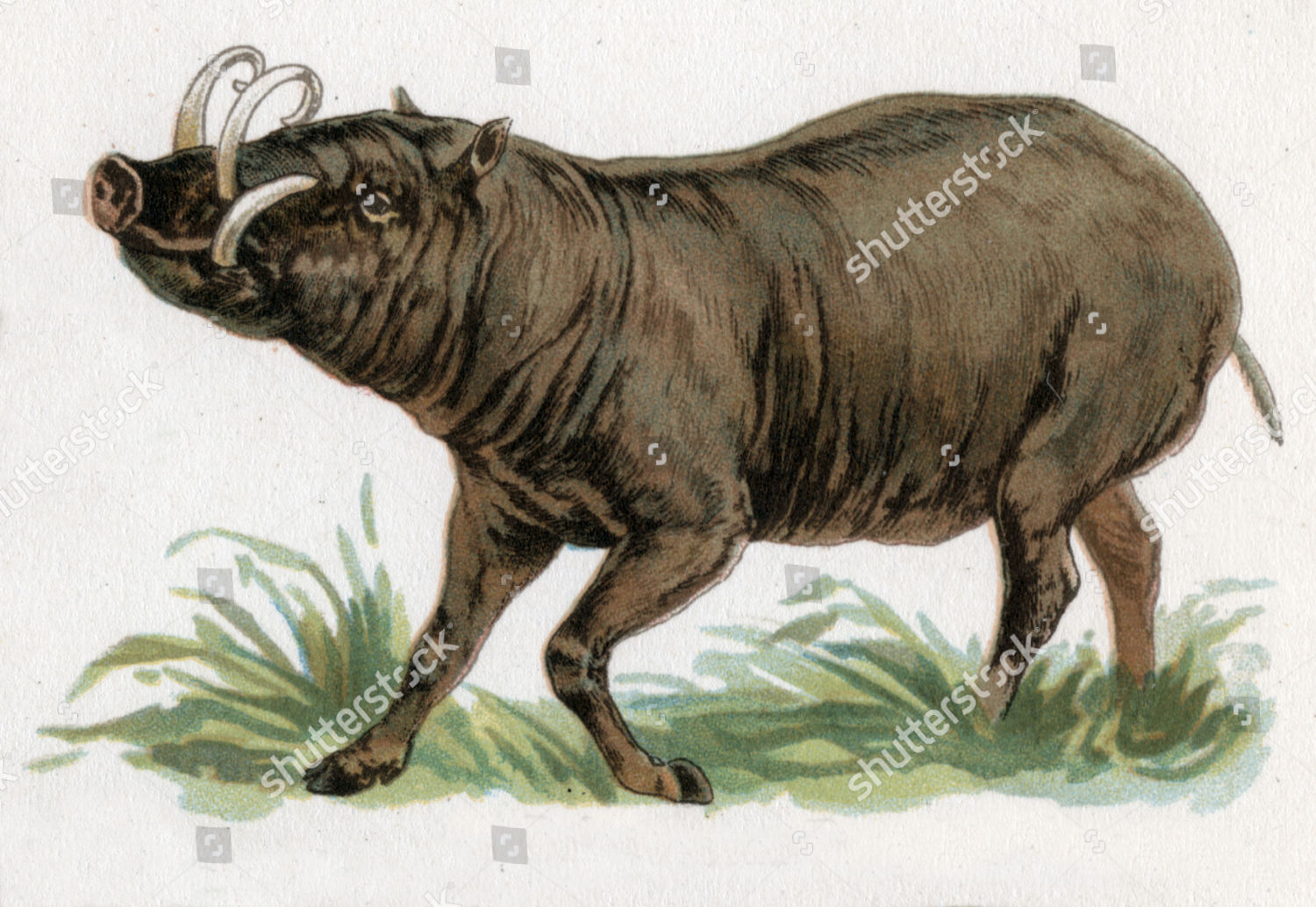 Babirussa Illustration Le Monde Vivant Living Editorial Stock Photo ...