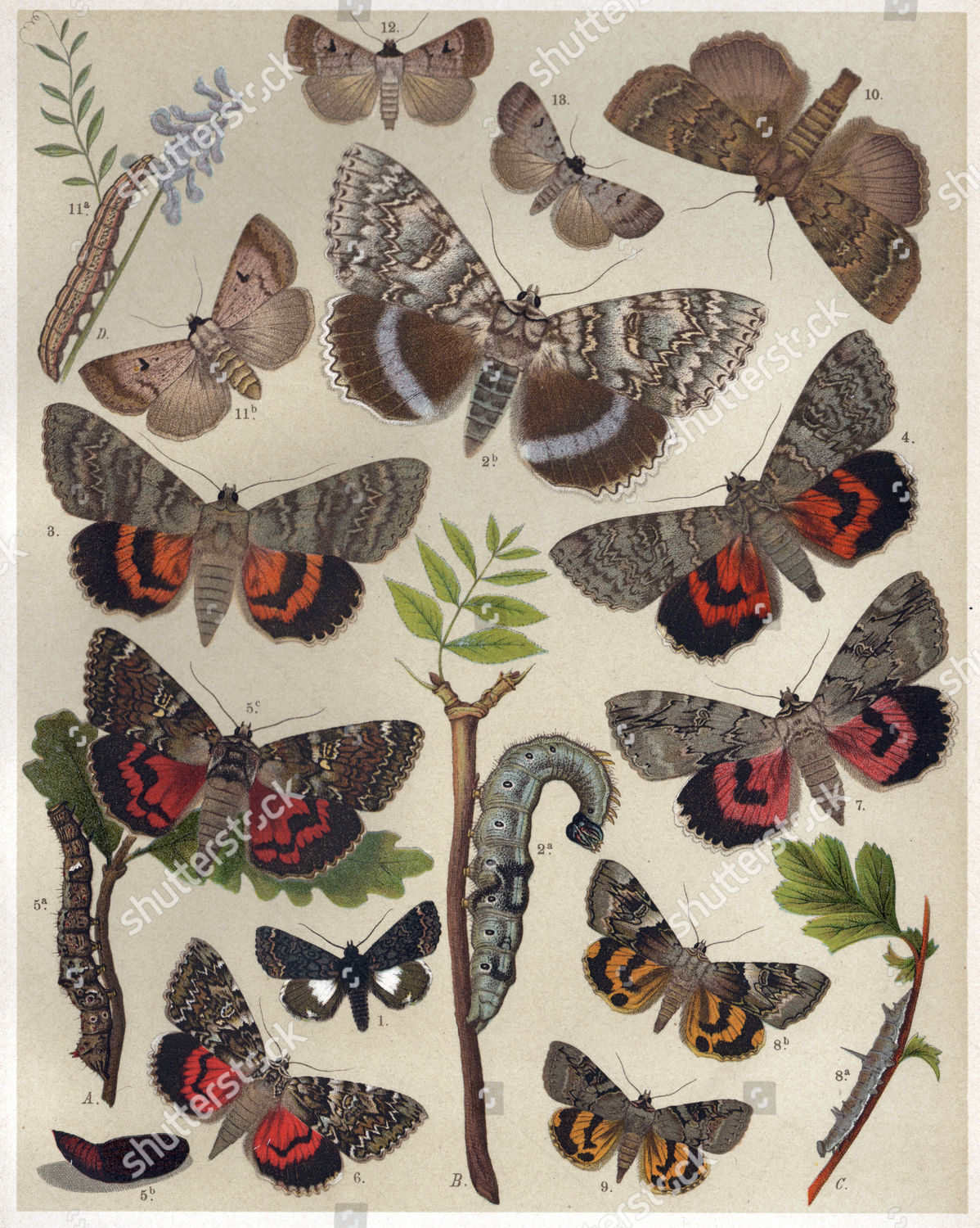 Butterflies Noctuidae Family Blue Underwing French Editorial Stock ...
