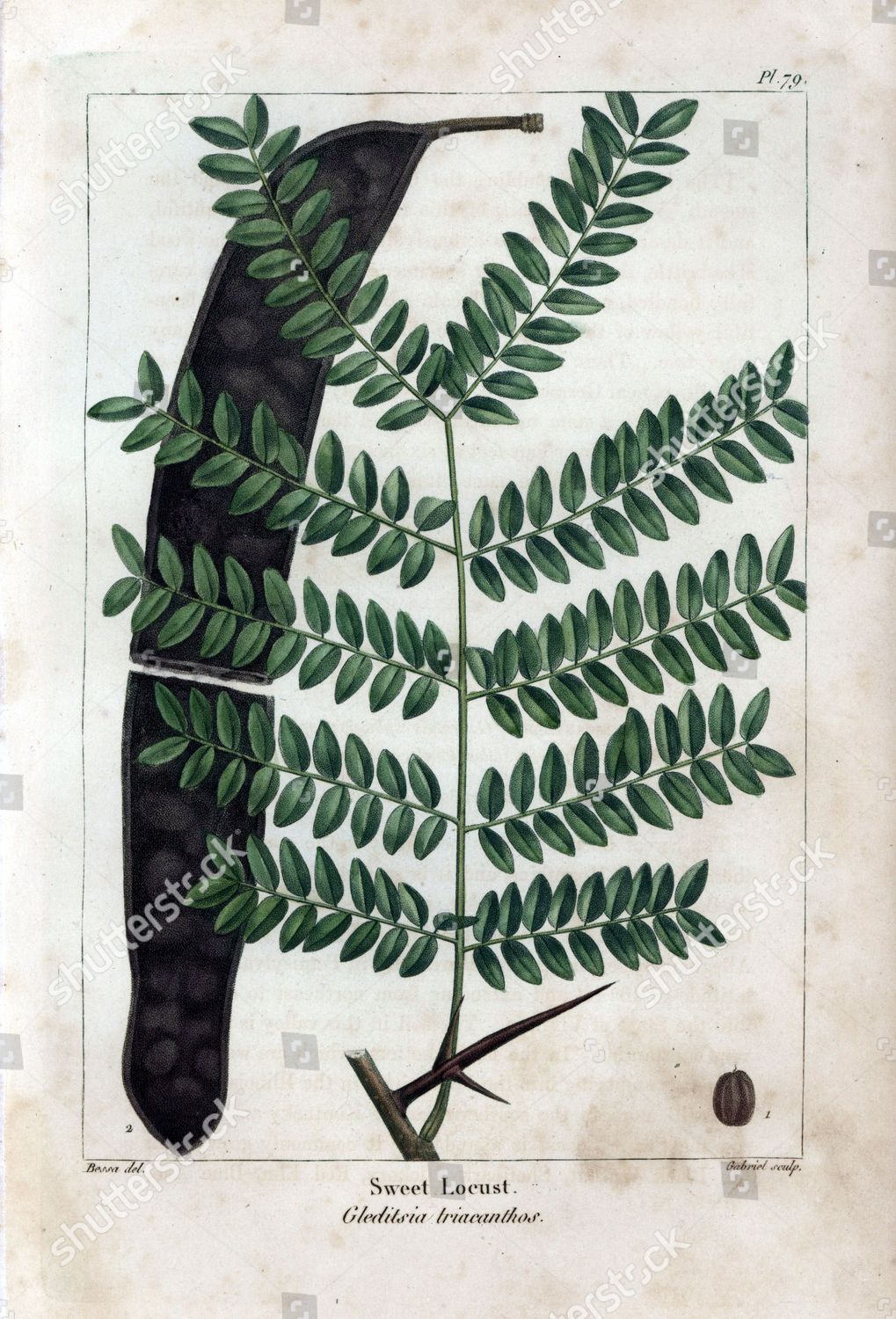 Honeylocust Known Thorny Locust Gleditsia Triacanthos Editorial Stock ...