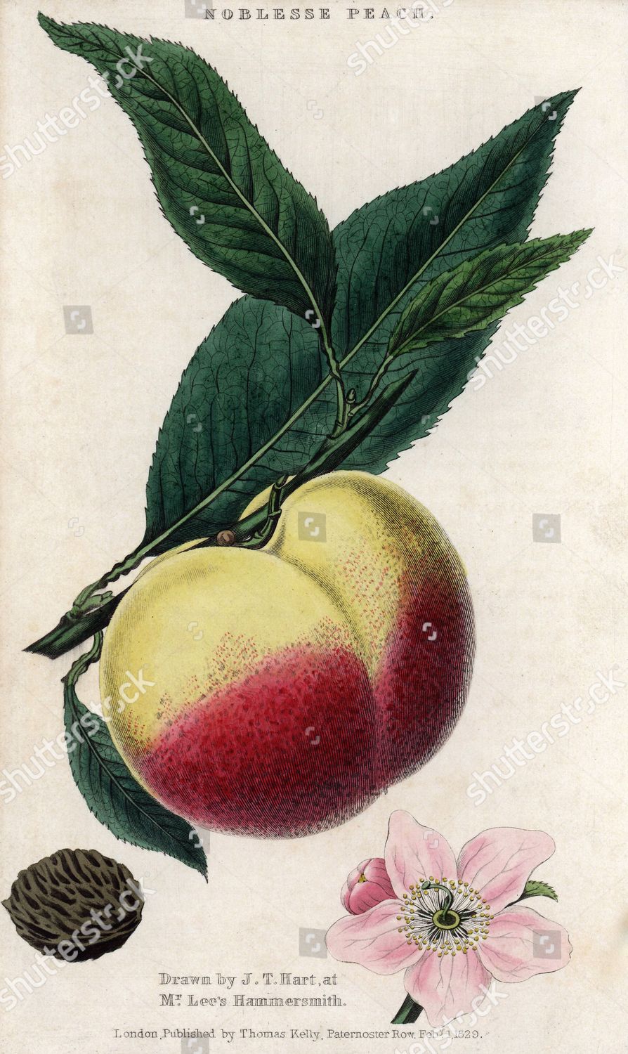Peach Peach Tree Prunus Persica Drawing Editorial Stock Photo - Stock ...