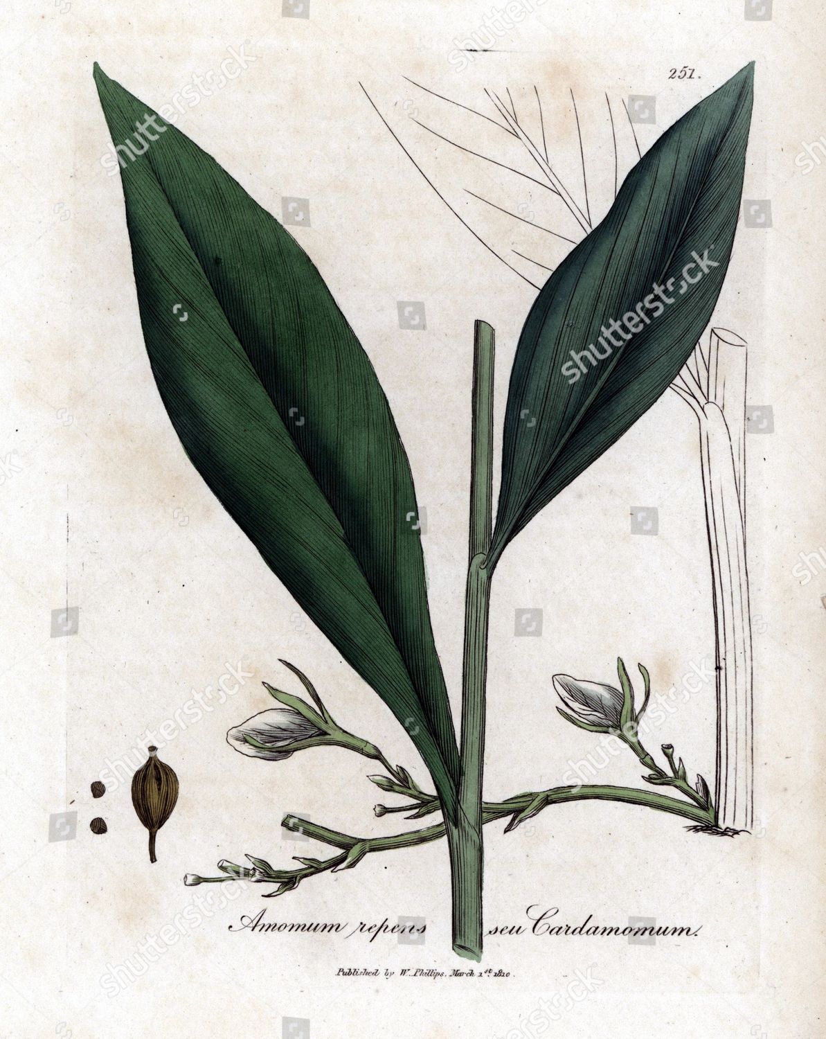CARDAMON ELETTARIA CARDAMOMUM - LEAVES FLOWERS Editorial Stock Photo ...