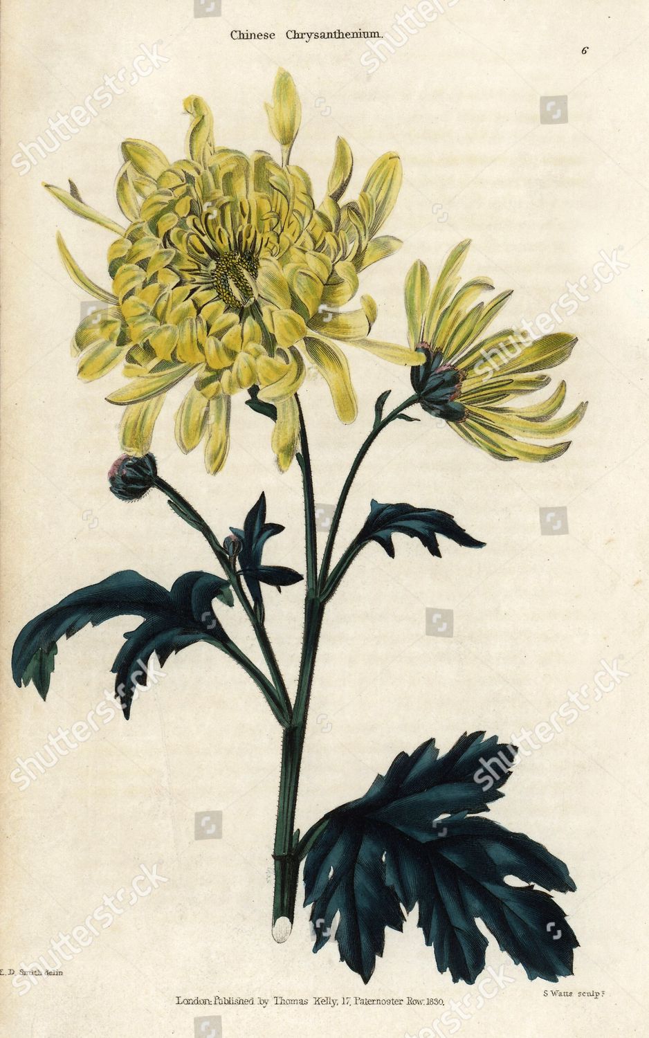 Chrysanthemum Chrysanthemum Indicum Drawing By Edwin Editorial Stock ...