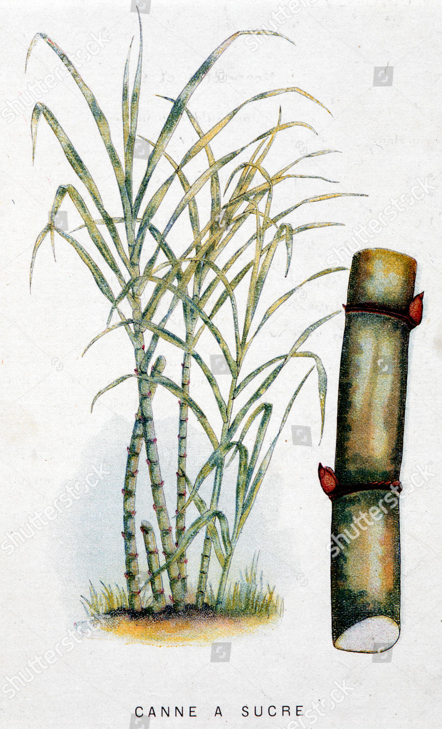 Sugar Cane Botanical Drawing Circa 1910 Editorial Stock Photo - Stock ...