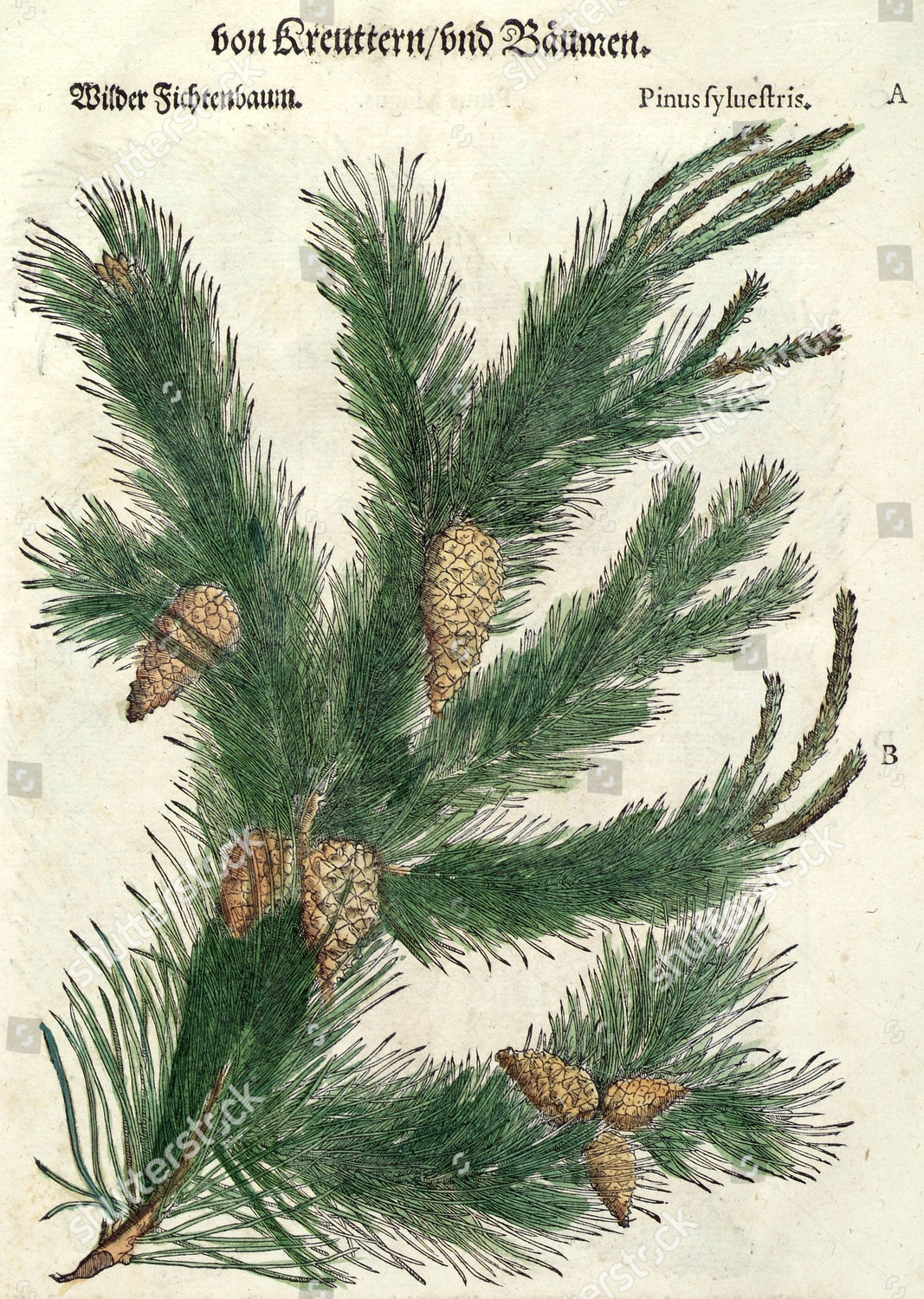 Scots Pine Pinus Sylvestris Botanical Drawing Editorial Stock Photo ...