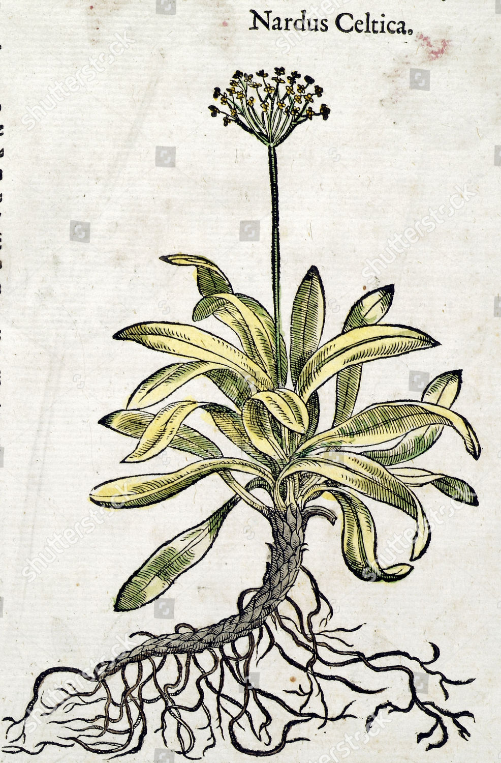 Nard Grass Nardus Celtica Botanical Drawing Editorial Stock Photo ...