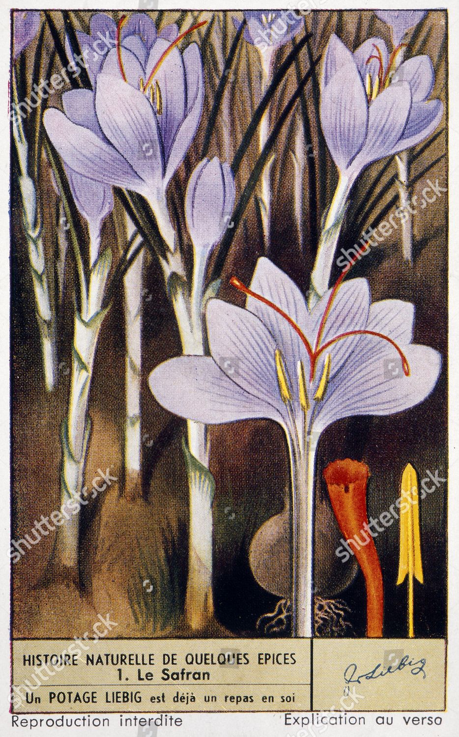 Spices Saffron Advertisement By Liebig 1953 Editorial Stock Photo ...