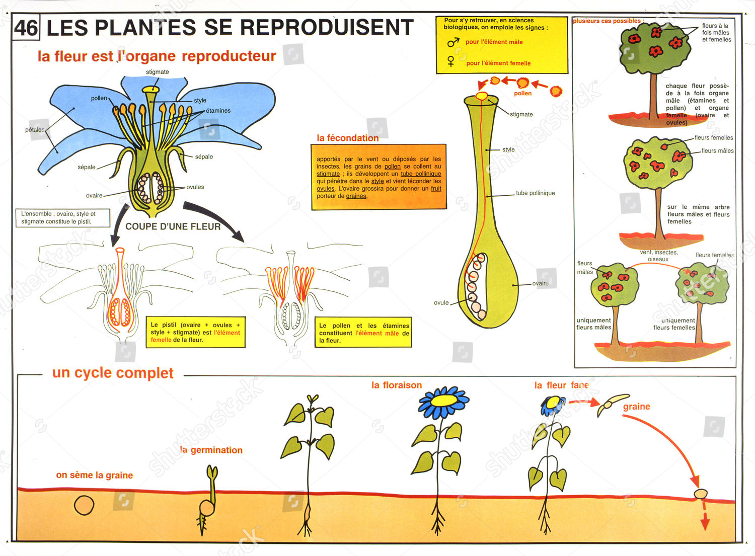 Reproduction Plants Pedagogical Botanical Drawing School Editorial ...