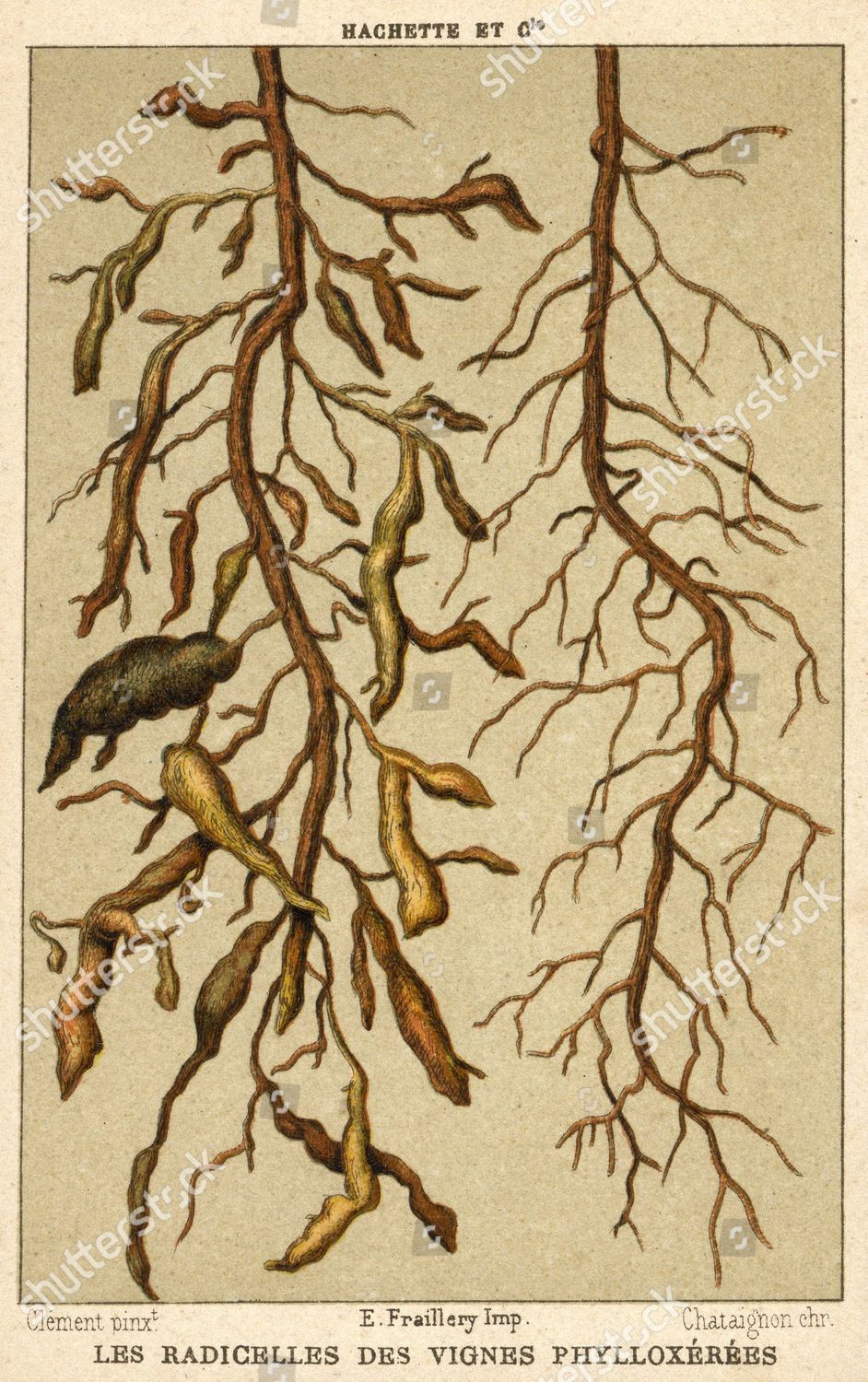 Vine Roots Attacked By Phylloxera Anonymous Editorial Stock Photo ...