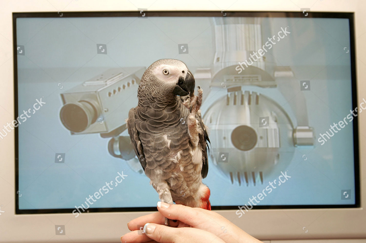 Gypsy African Gray Parrot Who Has Editorial Stock Photo - Stock Image ...