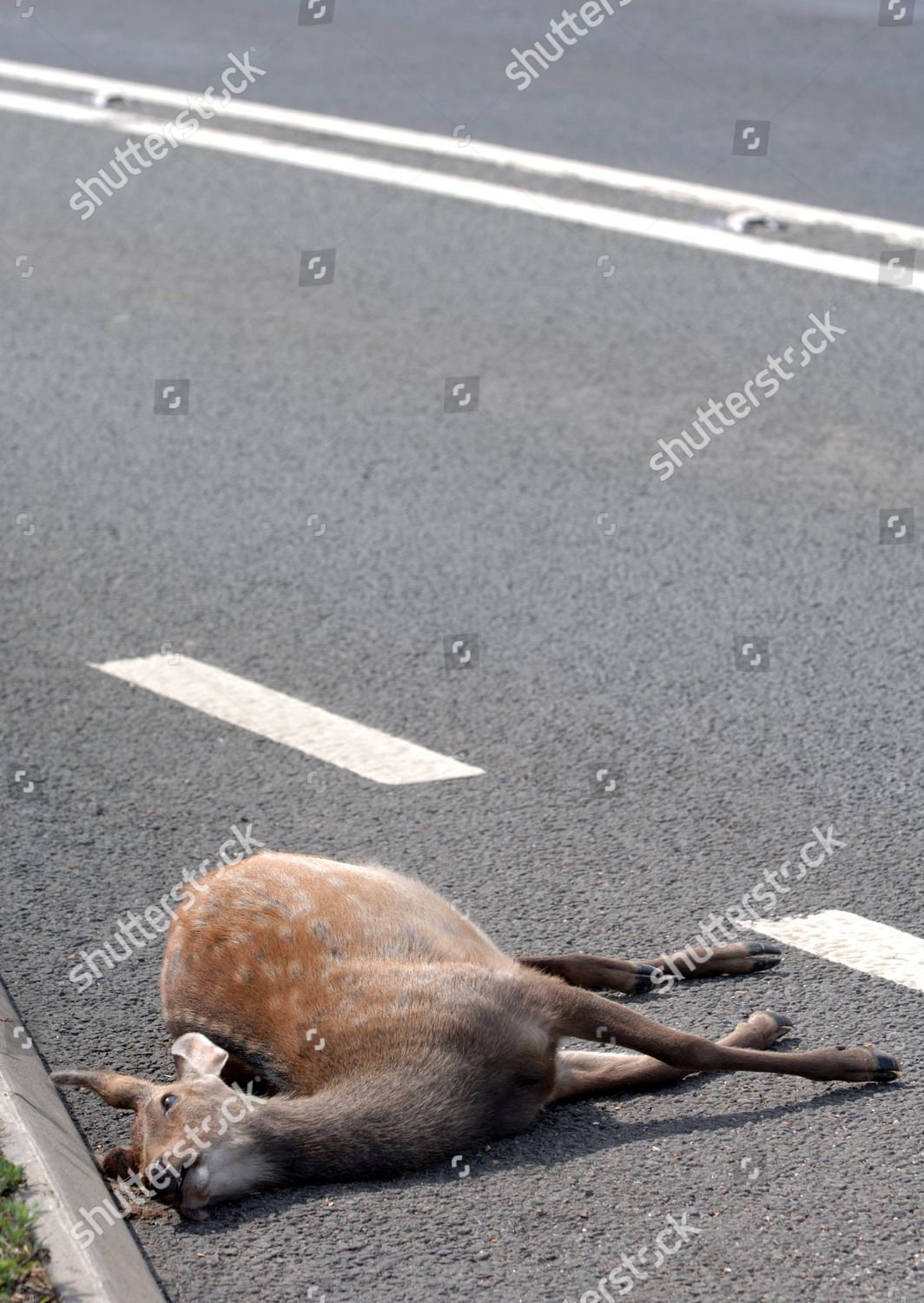 Roadkill Dead Deer On Road Britain Editorial Stock Photo - Stock Image ...