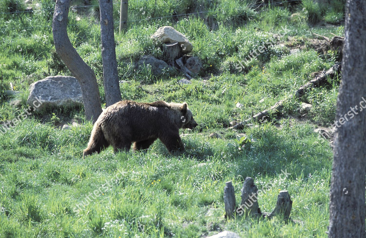 Pyrenean Bear Smallest Brown Bear Family Editorial Stock Photo - Stock ...