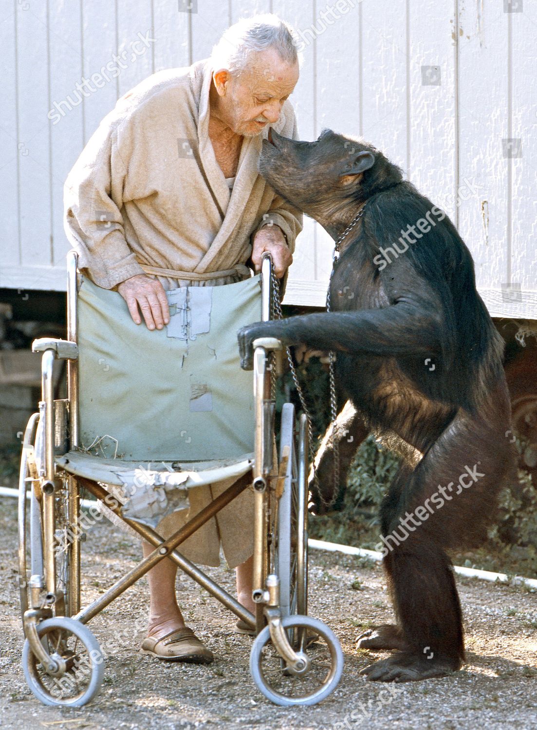 Real Life Cheeta Chimp Star Tarzan Editorial Stock Photo - Stock Image ...