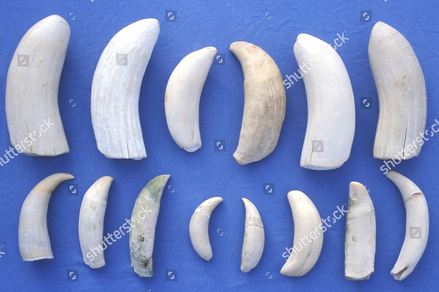 Assorted Sperm Whale Physeter Macrocephalus Teeth Editorial Stock Photo ...