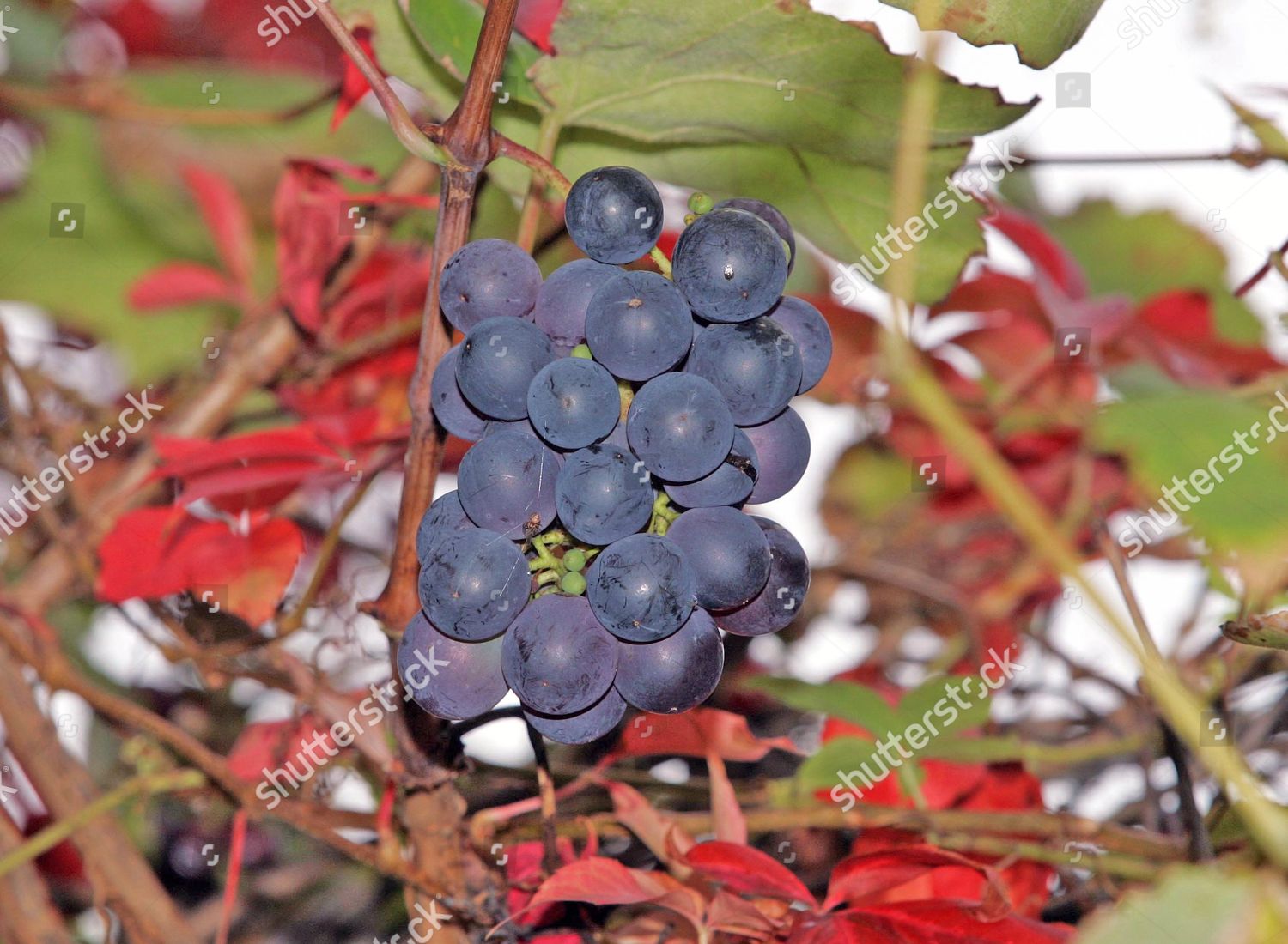 Mid October Now Grapes Growing Fence Editorial Stock Photo - Stock ...
