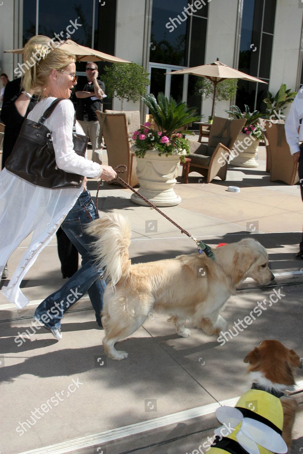 Nicolette Sheridan Her Dog Oliver Editorial Stock Photo - Stock Image ...