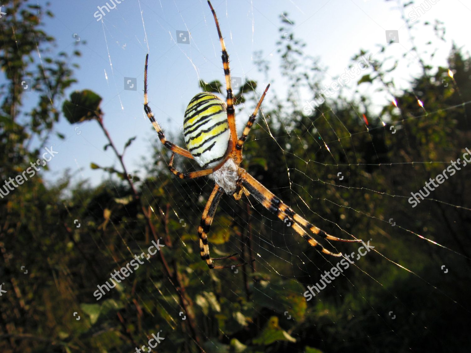 Argiope Bruennichi Wasp Spider France Editorial Stock Photo - Stock ...