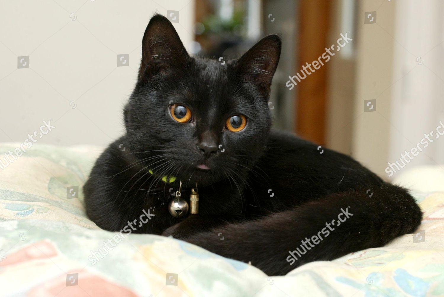 Sixmonthold Kitten Brought His Owners House Editorial Stock Photo ...