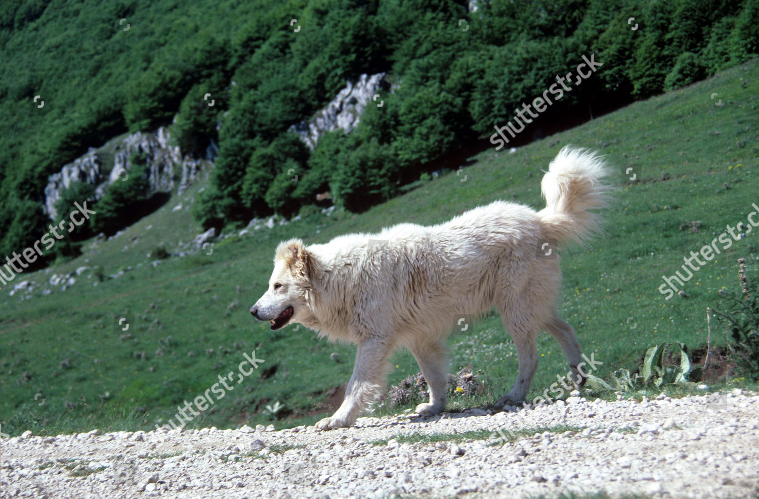 Abruzzo Italian Shepherd Dog Nature Watch Editorial Stock Photo - Stock ...