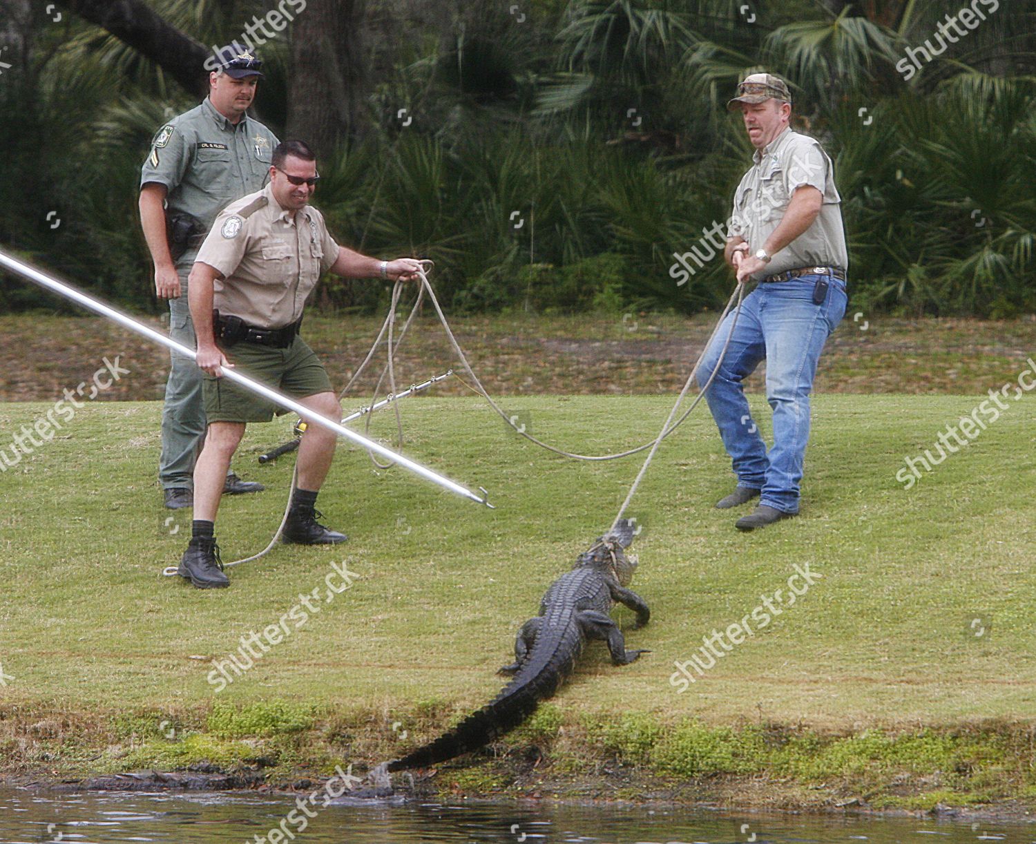 Alligator Being Captured After Attack Golfer Editorial Stock Photo ...