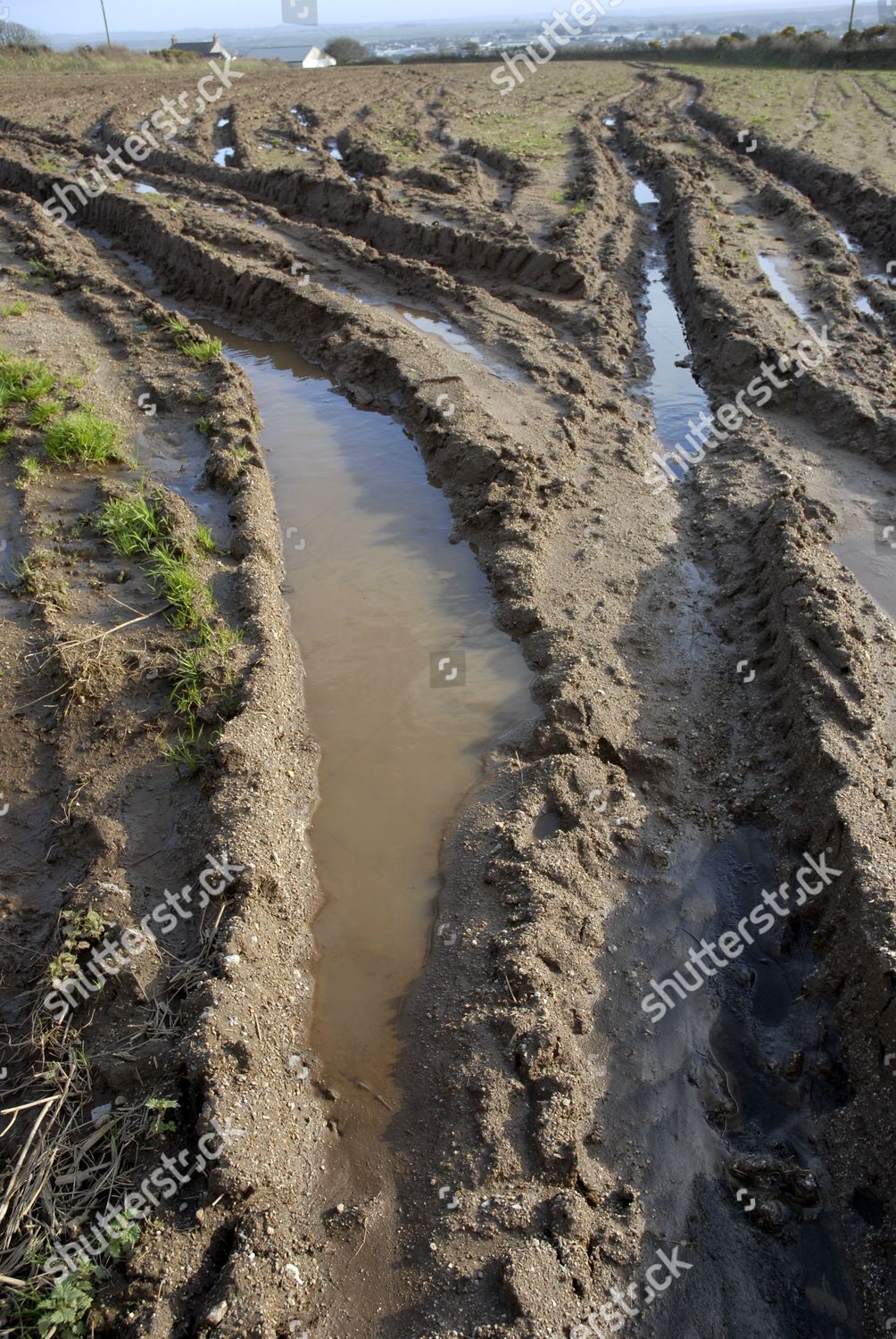 Wet Muddy Field Cornwall England Britain Editorial Stock Photo - Stock ...