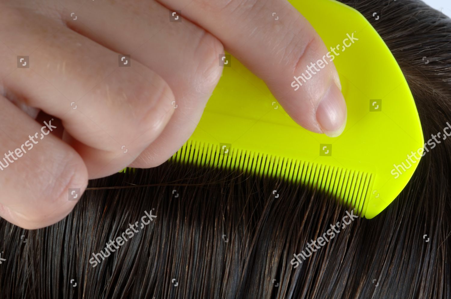 Model Released Nit Combing Editorial Stock Photo - Stock Image ...