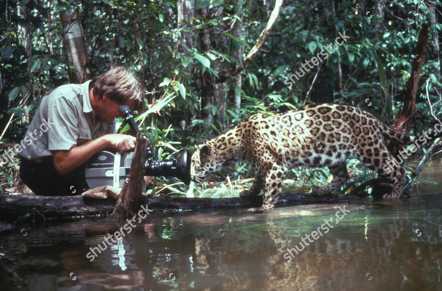 Cameraman Nick Gordon Filming Jaguars Amazonia Editorial Stock Photo ...