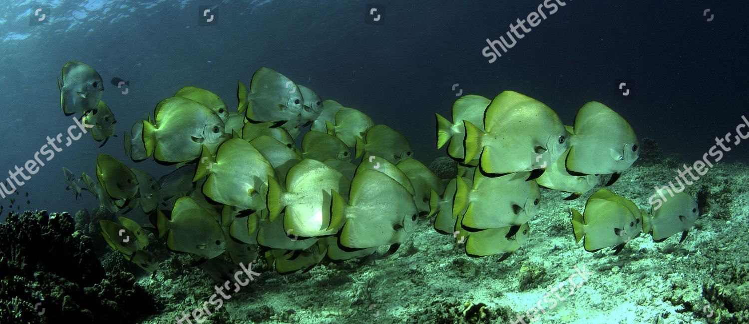 Circular Spadefishbatfish Platax Orbicularis Shoal Barracuda Editorial ...