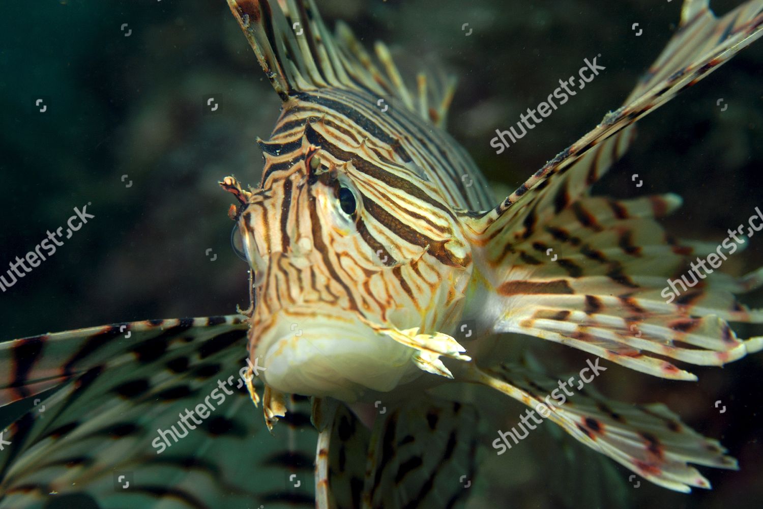 Luna Lion Fish Pterois Lunulata Seopsom Editorial Stock Photo - Stock ...