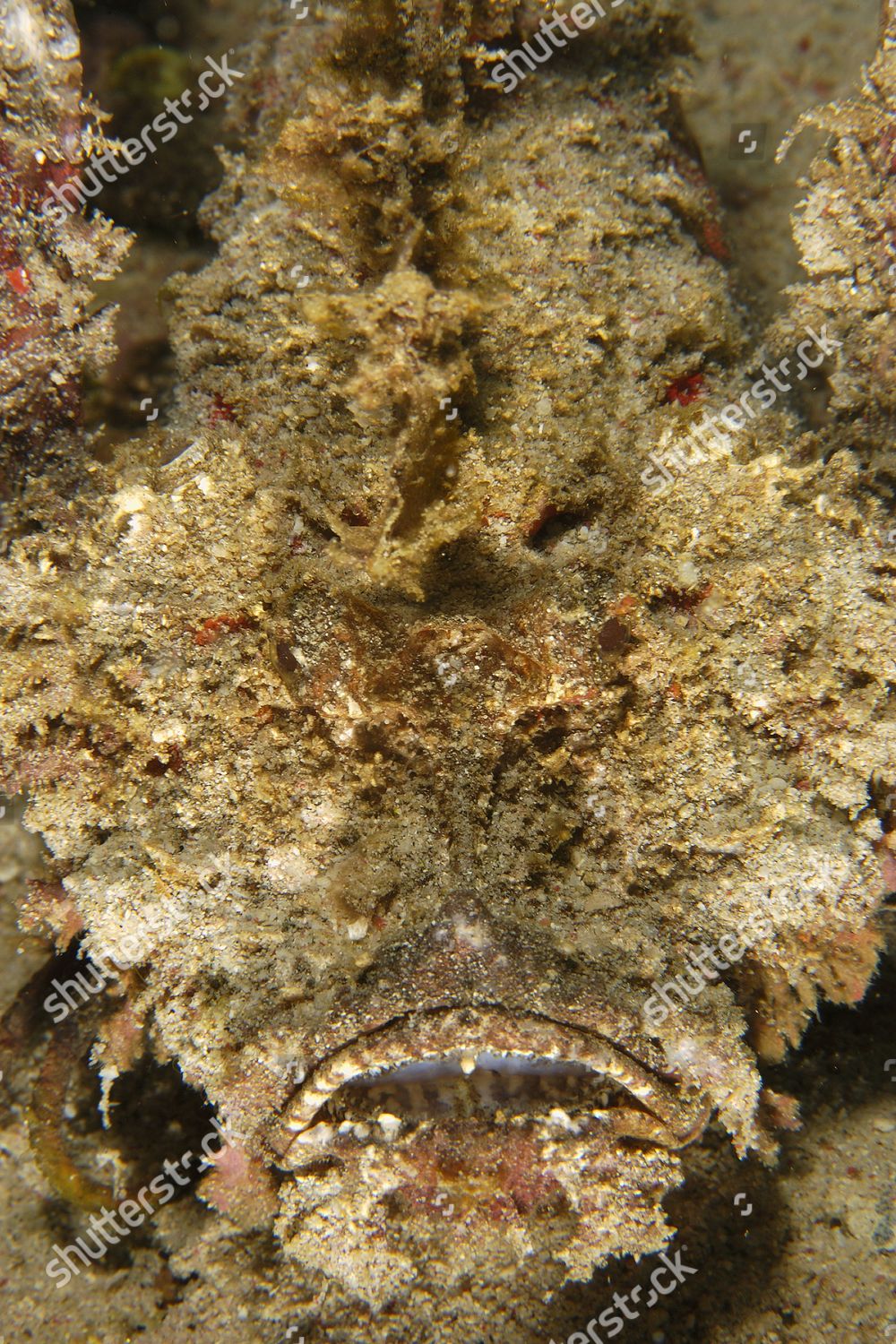 Spiny Devilfish Inimicus Didactylus Disguised Sand Editorial Stock ...