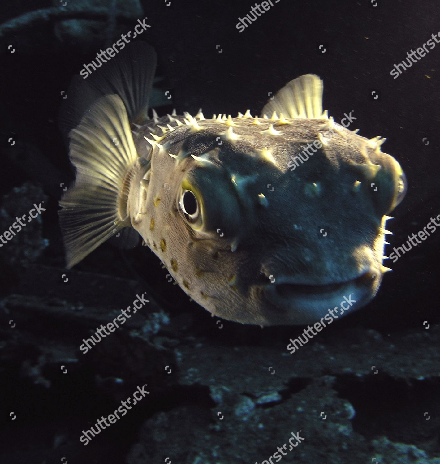 LARGE PORCUPINE PUFFER FISH DIODON HYSTRIX Editorial Stock Photo ...