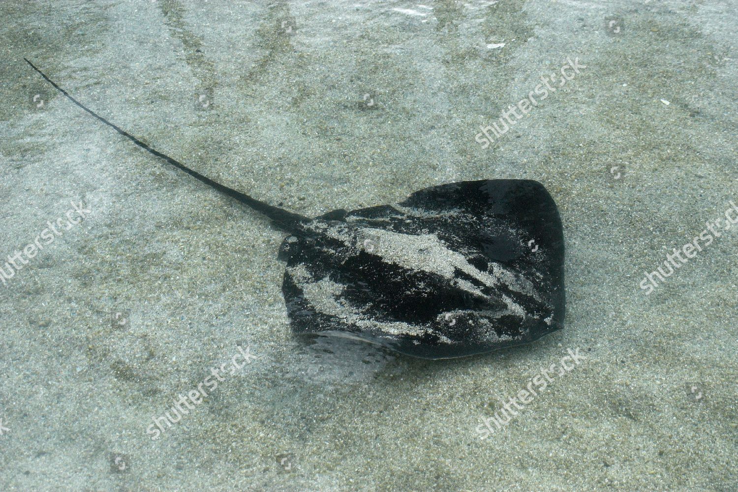 Cowtail Stingray Pastinachus Sephen Captive Oahu Editorial Stock Photo ...