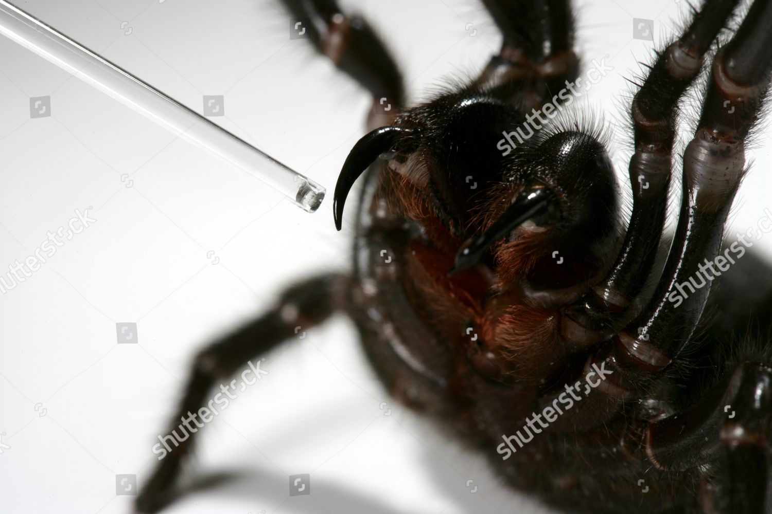 Joel Funnelweb Spider Joel Shakespeare Milks Editorial Stock Photo ...