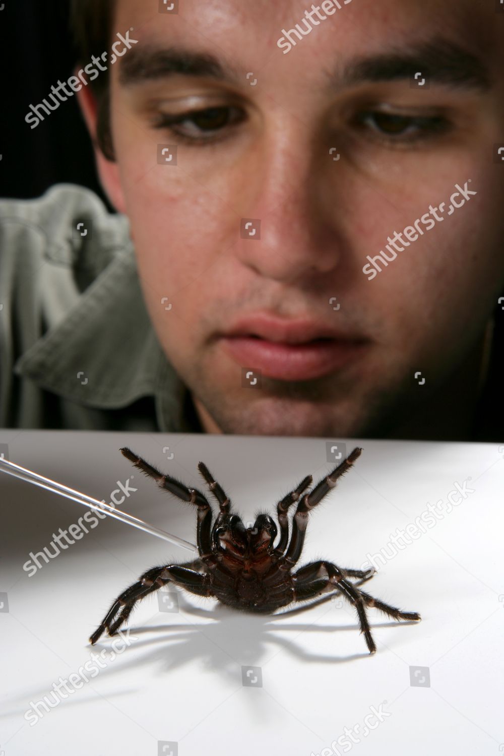 Joel Funnelweb Spider Joel Shakespeare Milks Editorial Stock Photo ...