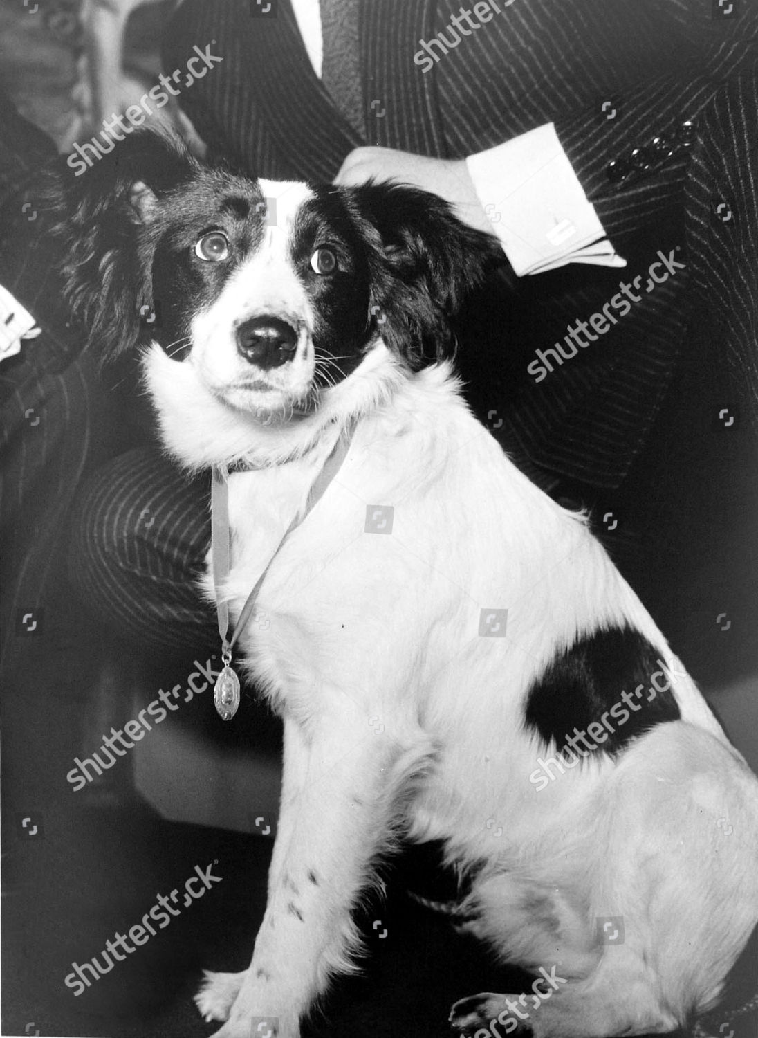 Pickles Dog Editorial Stock Photo - Stock Image | Shutterstock