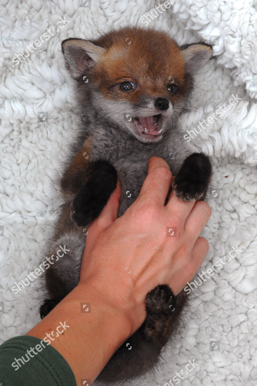 Giggle Laughing Fox Editorial Stock Photo - Stock Image | Shutterstock