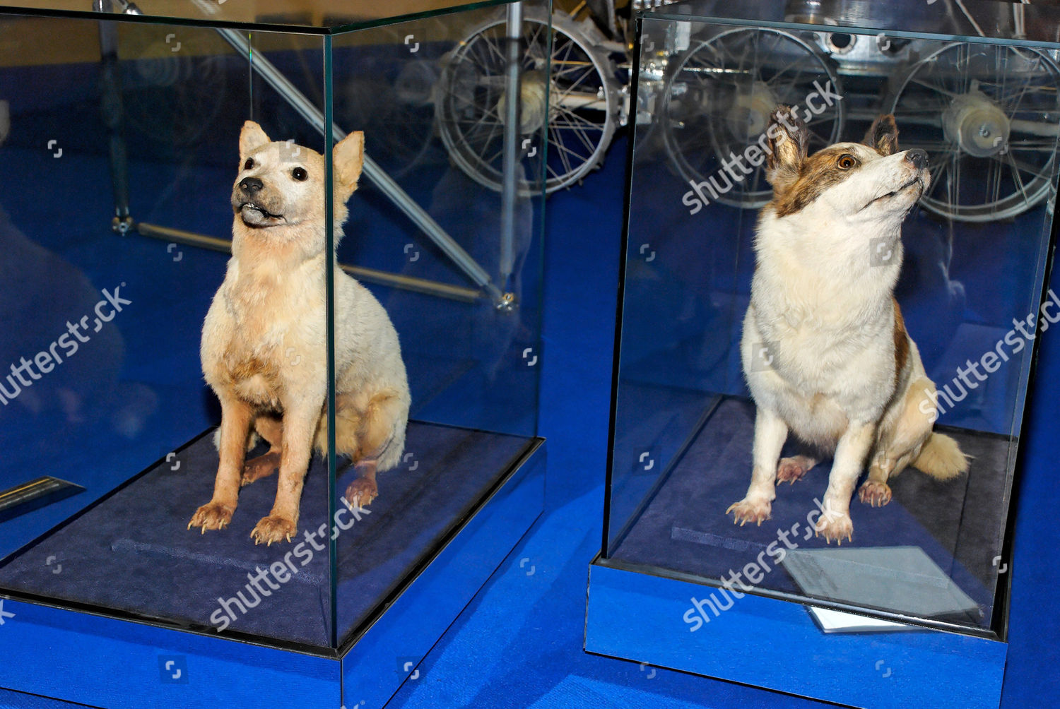 Belka Strelka Were First Living Things Editorial Stock Photo - Stock ...