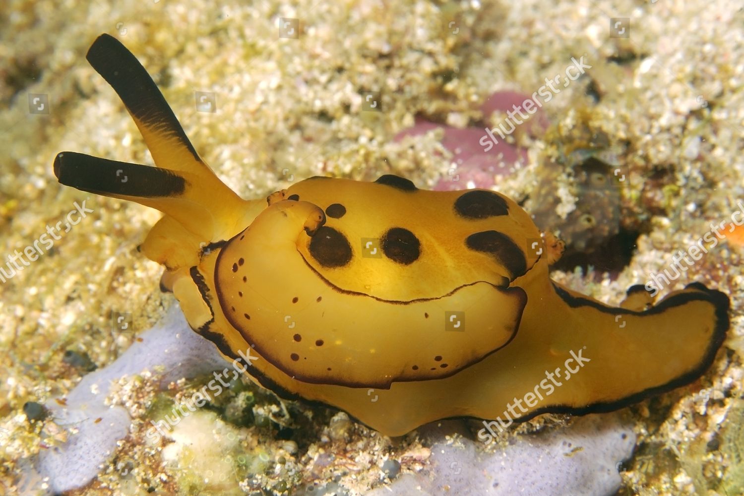 Pleurobranch Sidegill Slug Berthella Martensi Mantle Editorial Stock ...