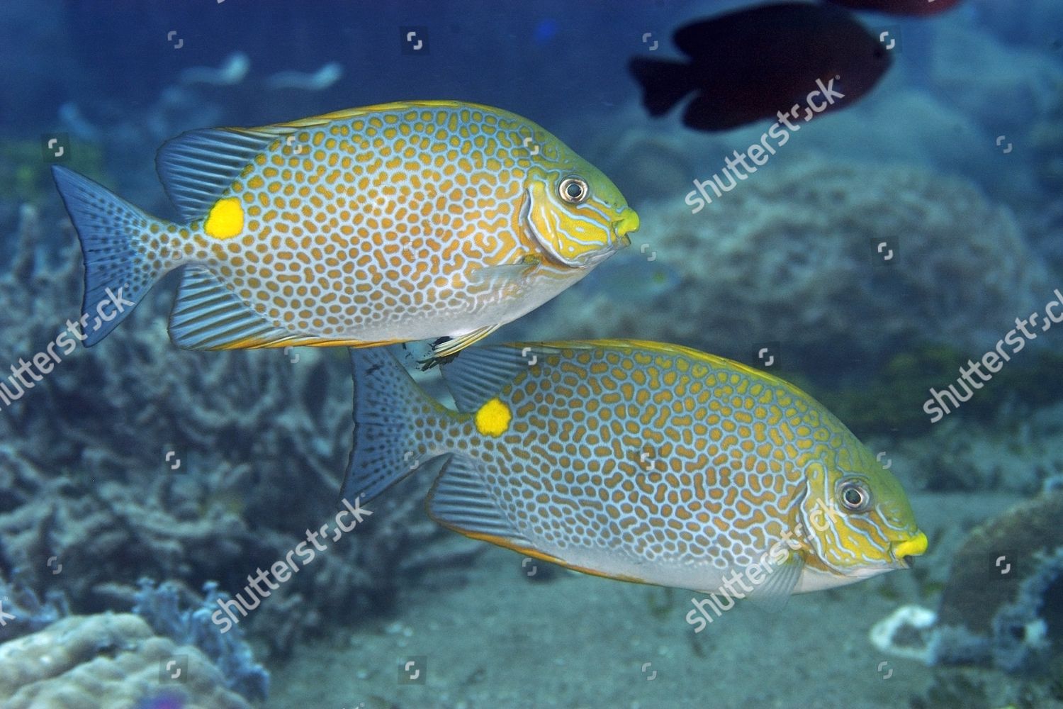 Pair Spotted Golden Rabbitfish Siganus Guttatus Editorial Stock Photo ...