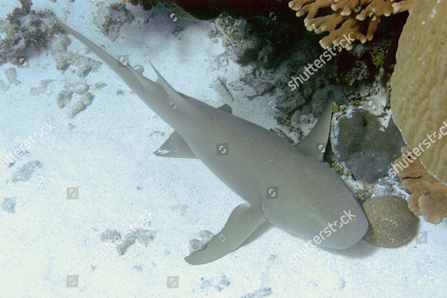 Tawny Nurse Shark Nebrius Ferrugineus Jaboan Editorial Stock Photo ...