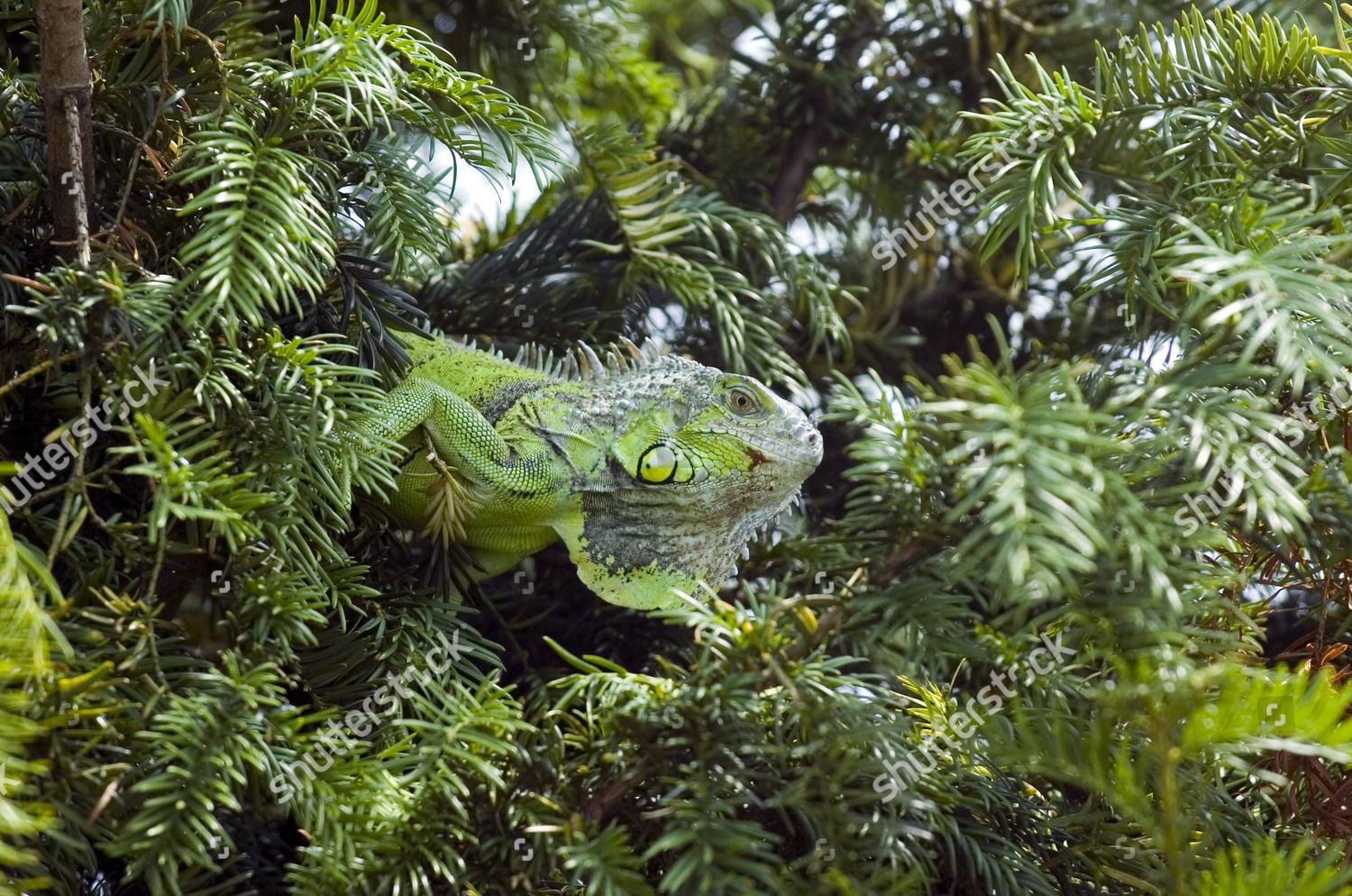 Iguana Males Break Freedom Wildlife Expert Editorial Stock Photo ...