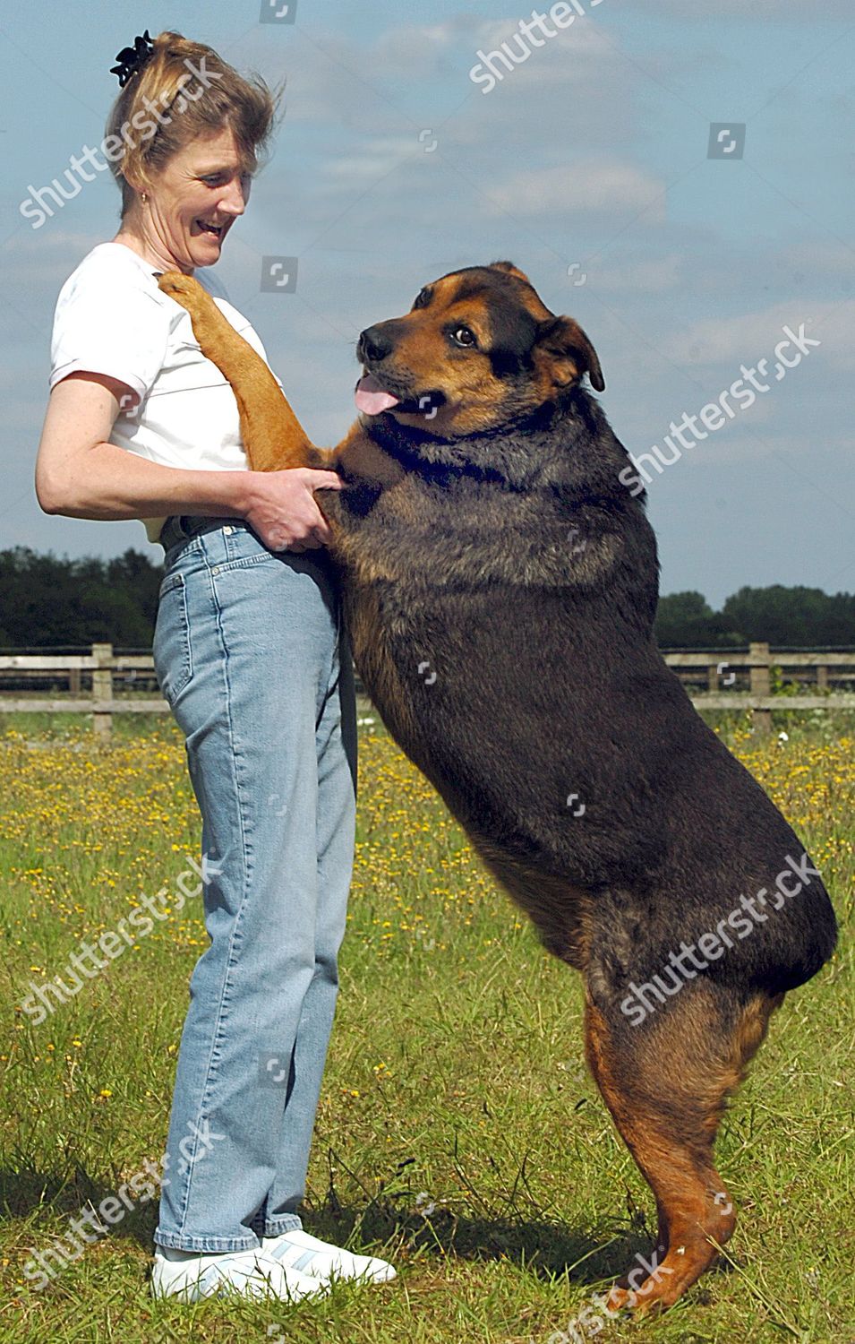 Annabelle Pottle Ardley Rescue Kennels Pie Editorial Stock Photo ...
