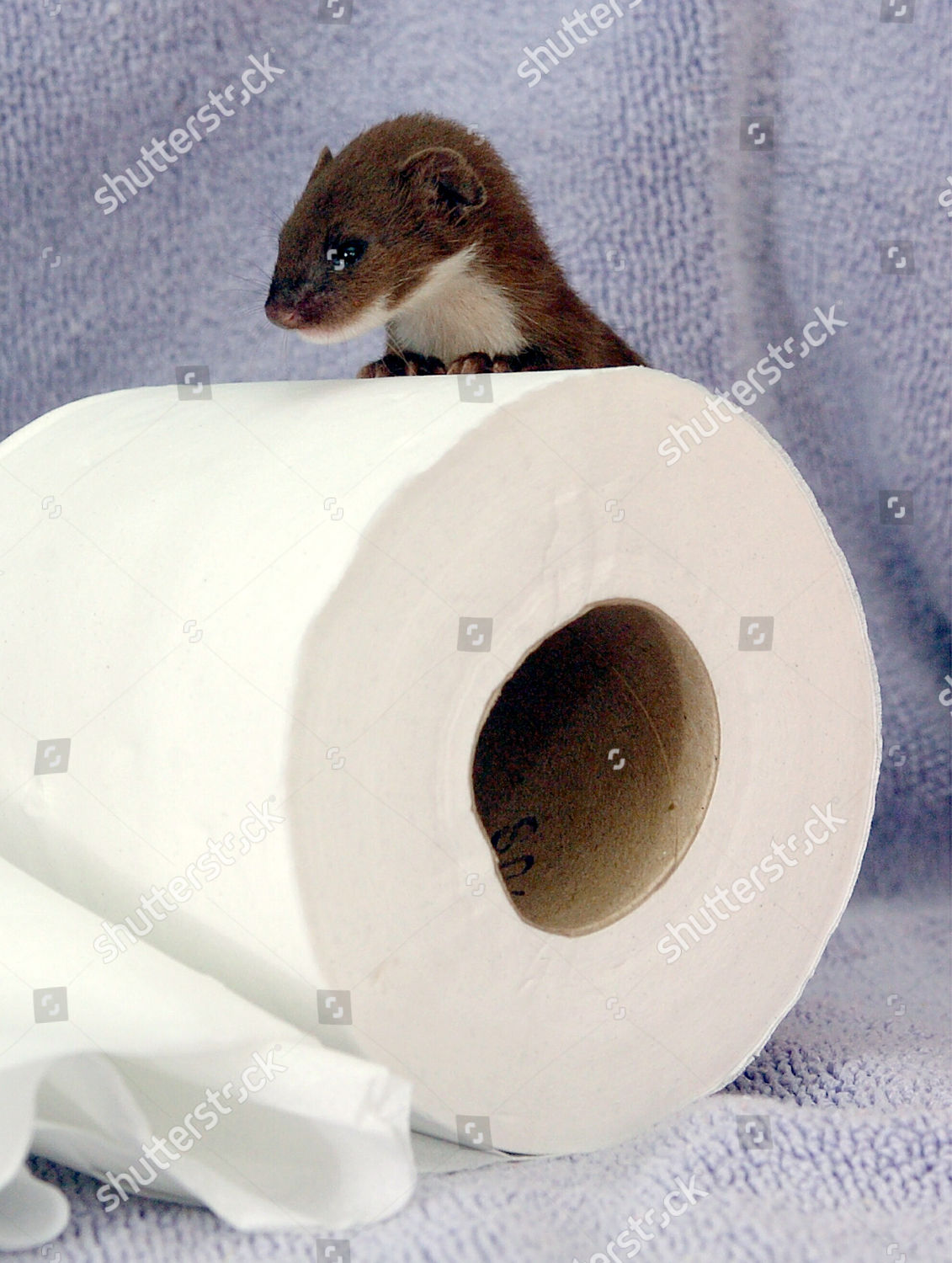 Tiny Ron Weasel Small He Can Editorial Stock Photo - Stock Image ...