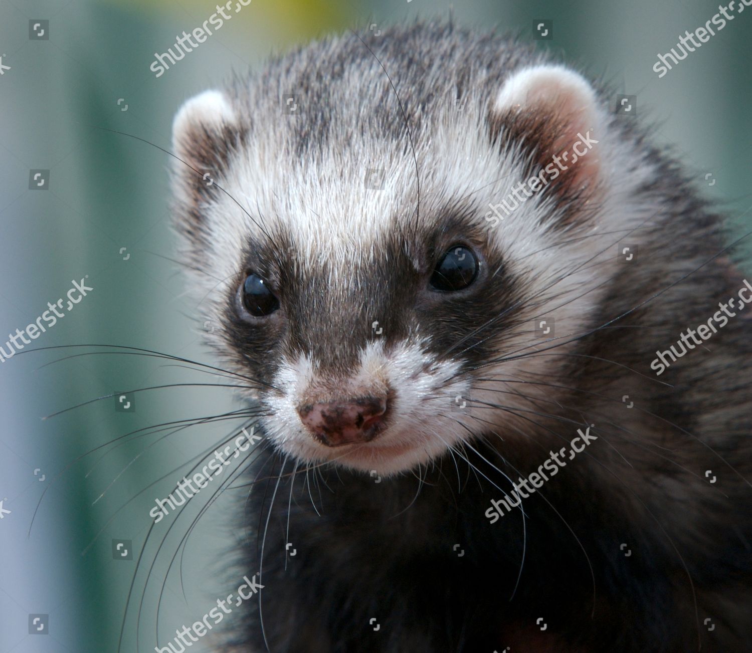 Ferret Mustelo Furo Ferret Domesticated Form Editorial Stock Photo ...