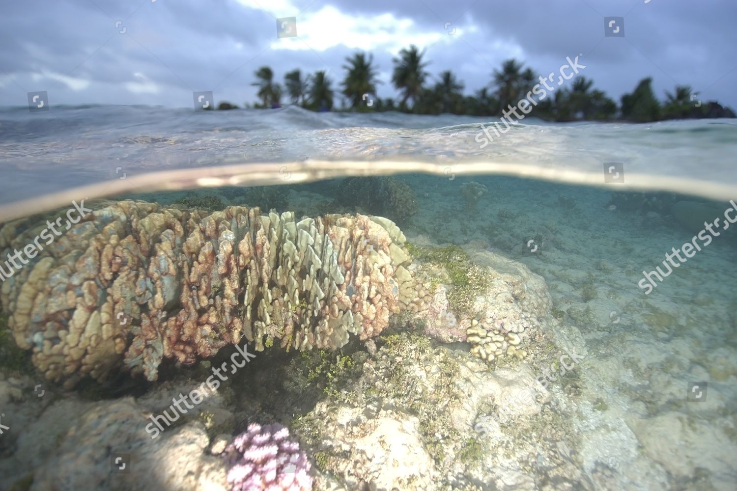 Split Blue Coral Heliopora Coerulea Island Editorial Stock Photo ...