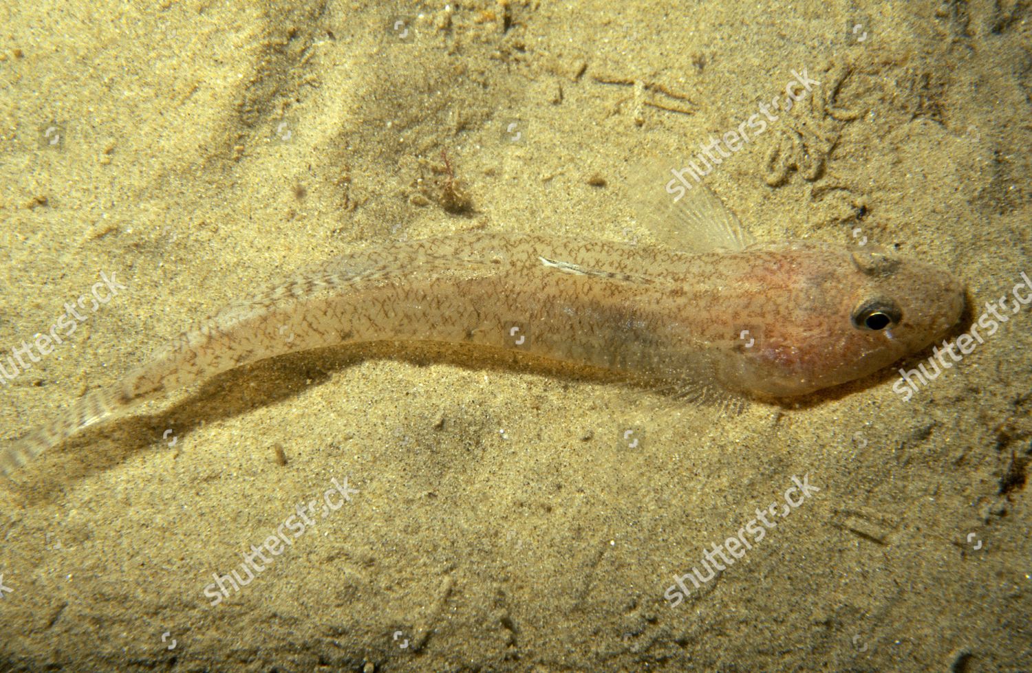 Sand Eel Hyperoplus Lanceolatus Resting On Editorial Stock Photo ...