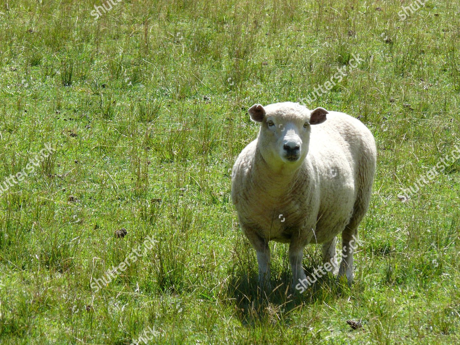 SHEEP 'HOBBITON' HOBBIT VILLAGE LORD RINGS Editorial Stock Photo ...