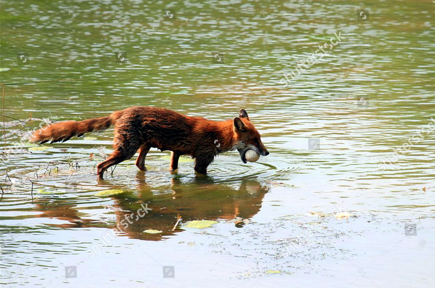 These Incredible Photos Show Fox Swimming Editorial Stock Photo - Stock ...