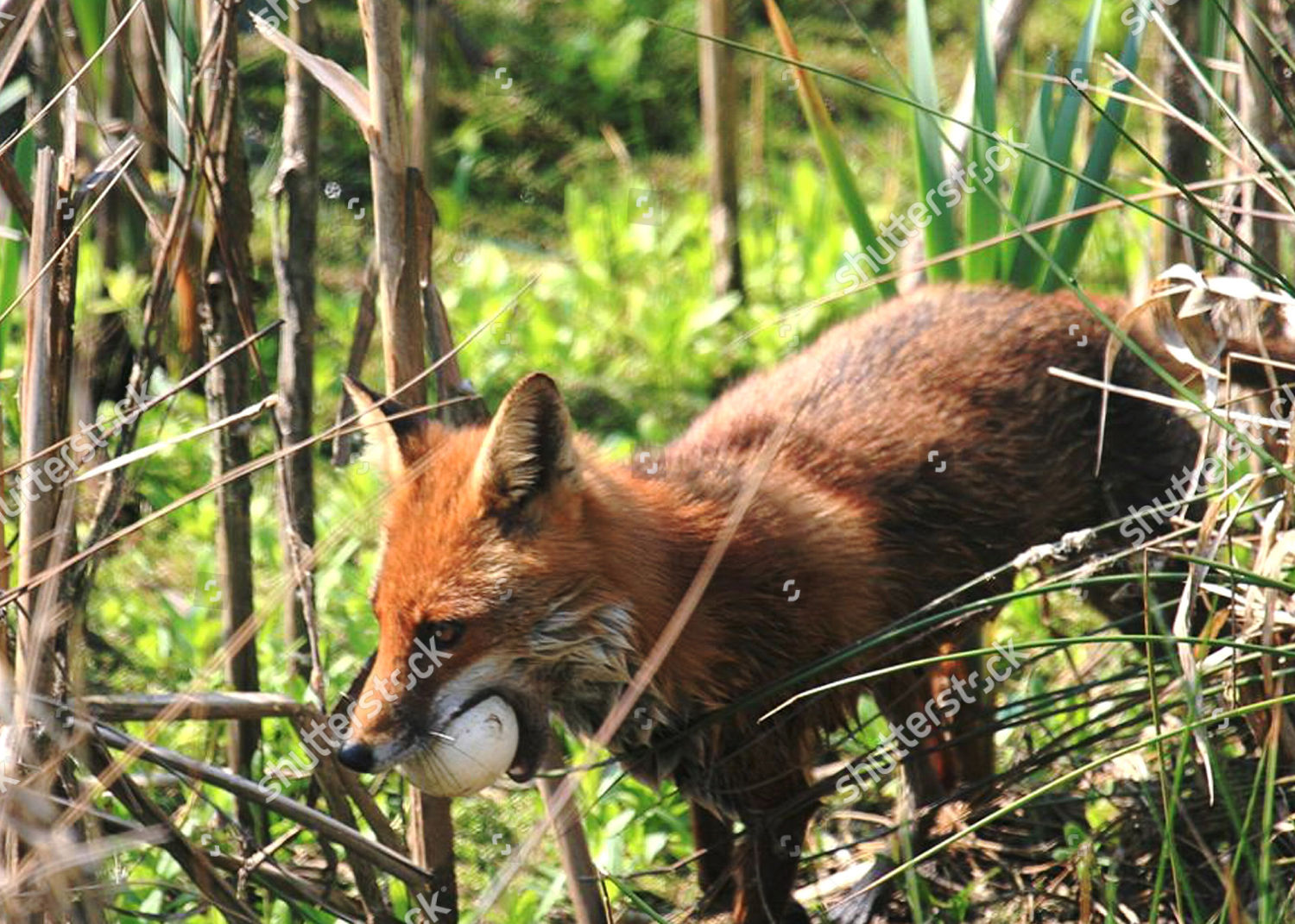 These Incredible Photos Show Fox Swimming Editorial Stock Photo - Stock ...