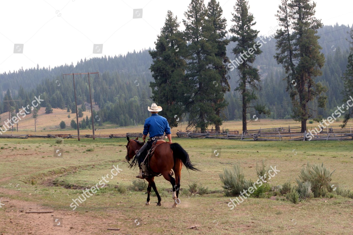 Man Riding Horse Longhorn Ranch Editorial Stock Photo - Stock Image ...