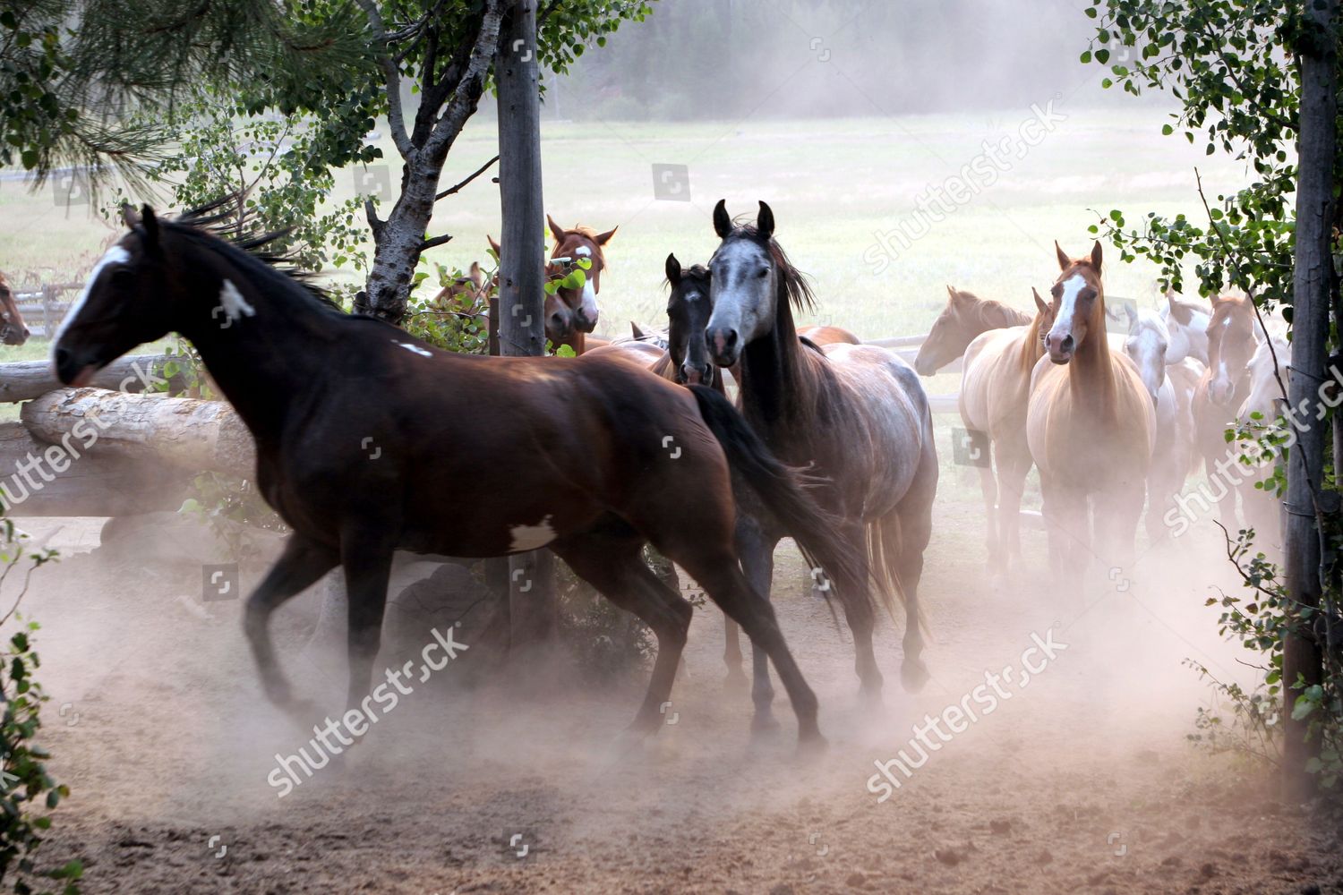 Horses Longhorn Ranch Editorial Stock Photo - Stock Image | Shutterstock